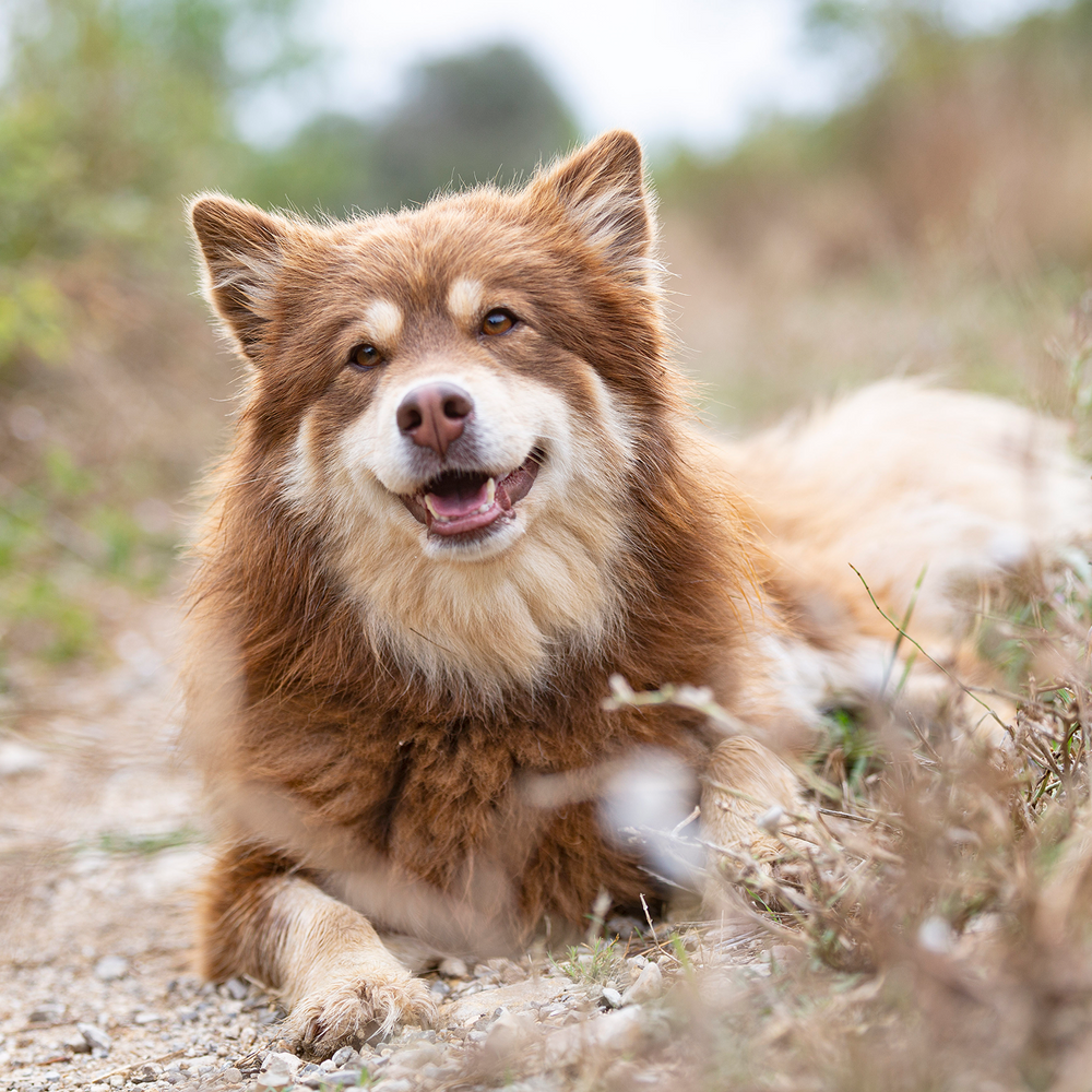 Køb Royal Canin Dog Gastrointestinal Low fat | Hundefoder med lavt ...